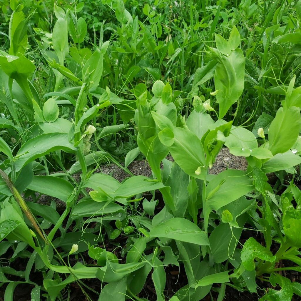 Canadian Farmer Embraces Grass Pea for Sustainable Farming – Grasspea.net